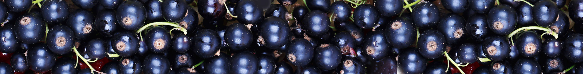 Plants de Cassis - Angier International