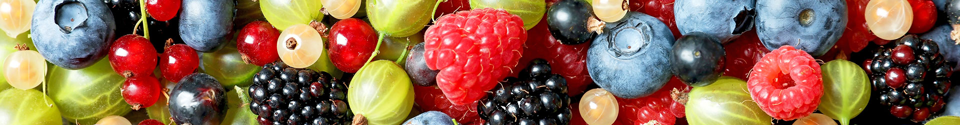 Red fruit plants - Angier International